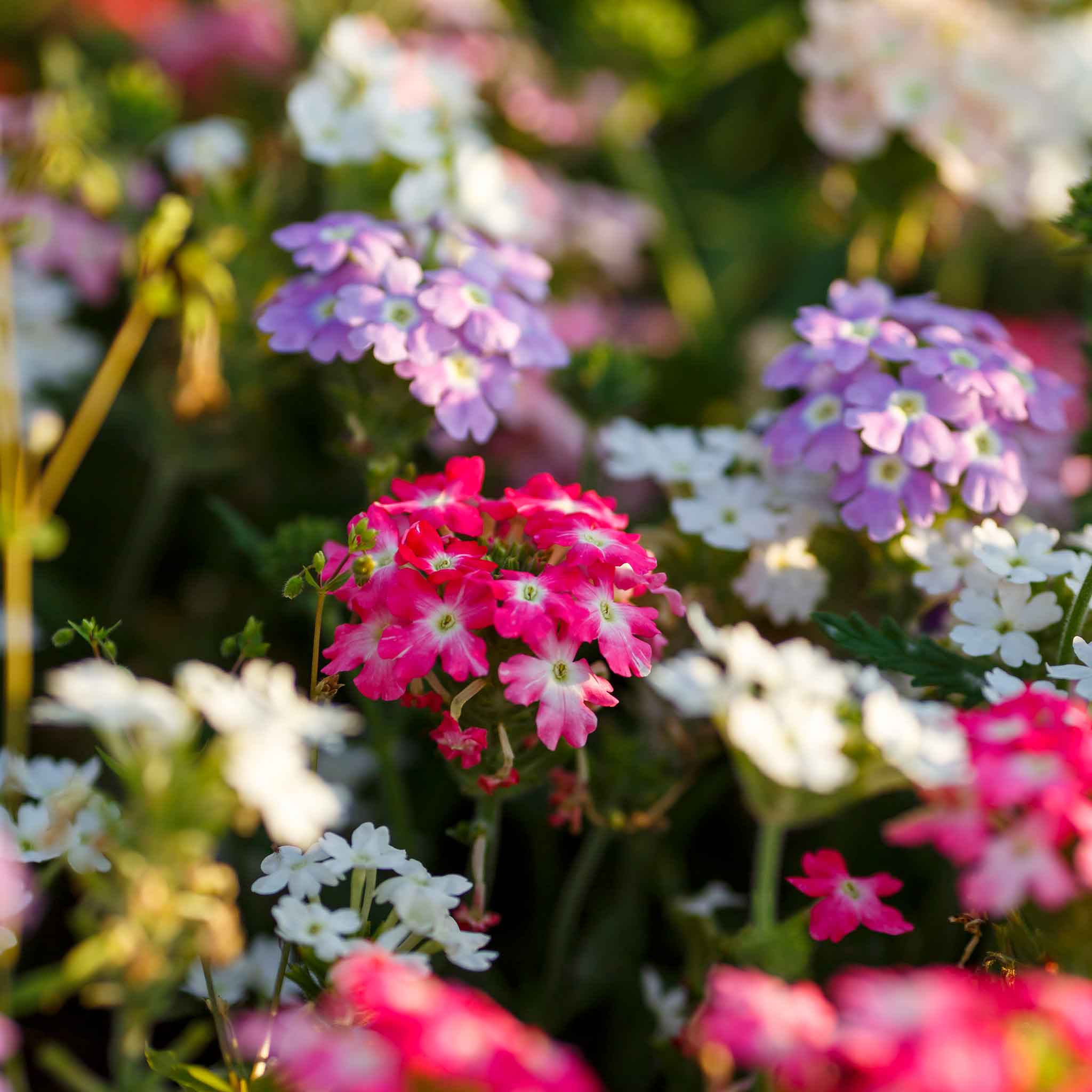 Verbena Seeds - Compacta Mix | Flower Seeds in Packets & Bulk | Eden ...