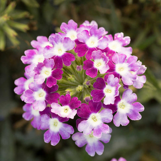 Verbena Seeds - Obsession Cascade Violet Twister | Flower Seeds in ...