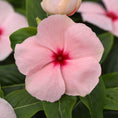 Vinca Seeds - Valiant Apricot | Flower Seeds in Packets & Bulk | Eden ...