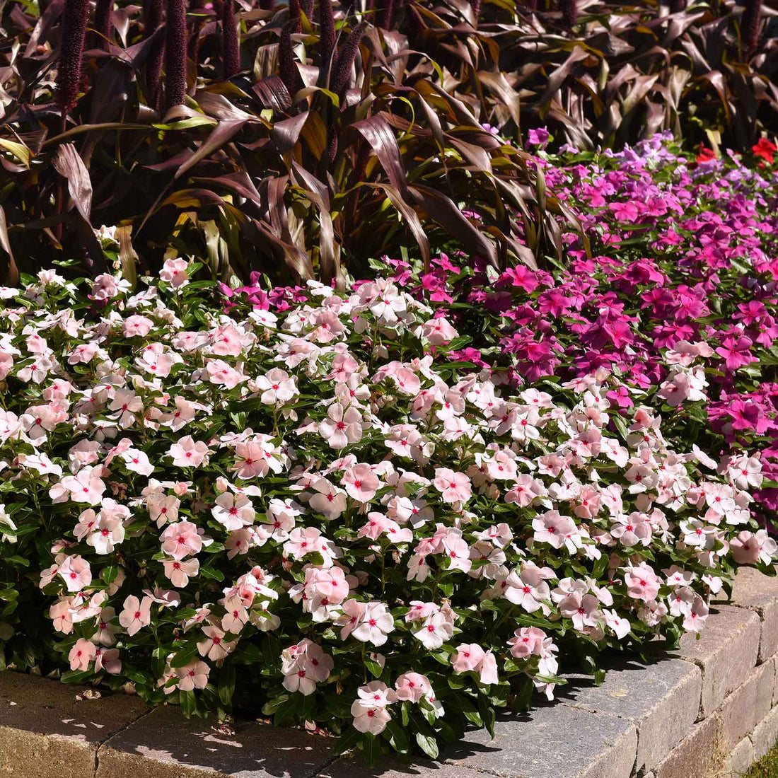 Vinca Seeds - Valiant Apricot | Flower Seeds in Packets & Bulk | Eden ...