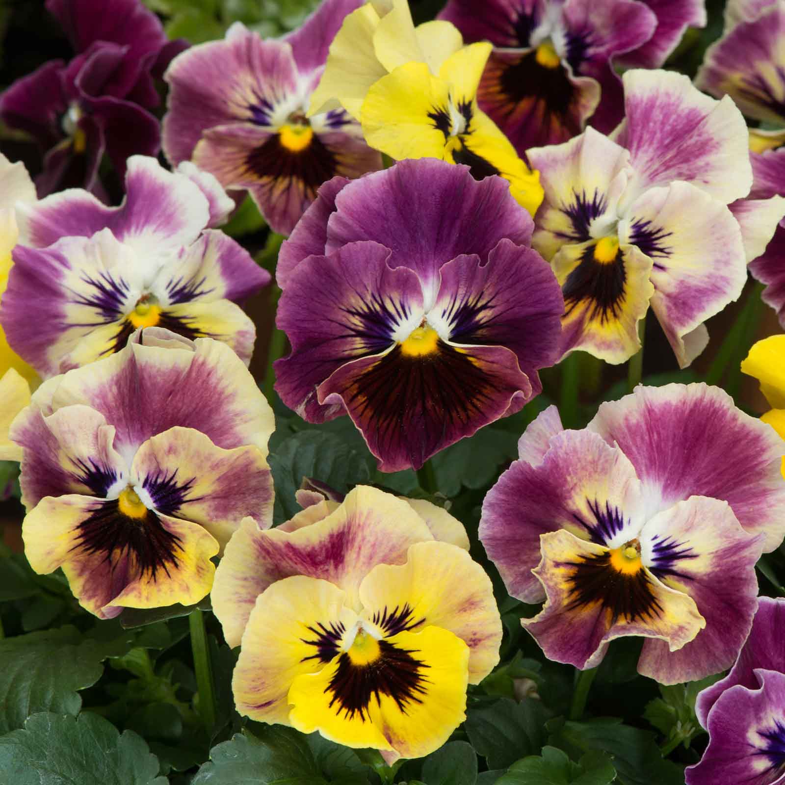 Viola Seeds - Frizzle Sizzle Mini Tapestry | Flower Seeds in Packets ...
