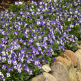 Viola Seeds - Sorbet XP Delft Blue | Flower Seeds in Packets & Bulk ...