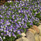 Viola Seeds - Sorbet XP Delft Blue | Flower Seeds in Packets & Bulk ...