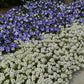 Viola Seeds - Sorbet XP Delft Blue | Flower Seeds in Packets & Bulk ...