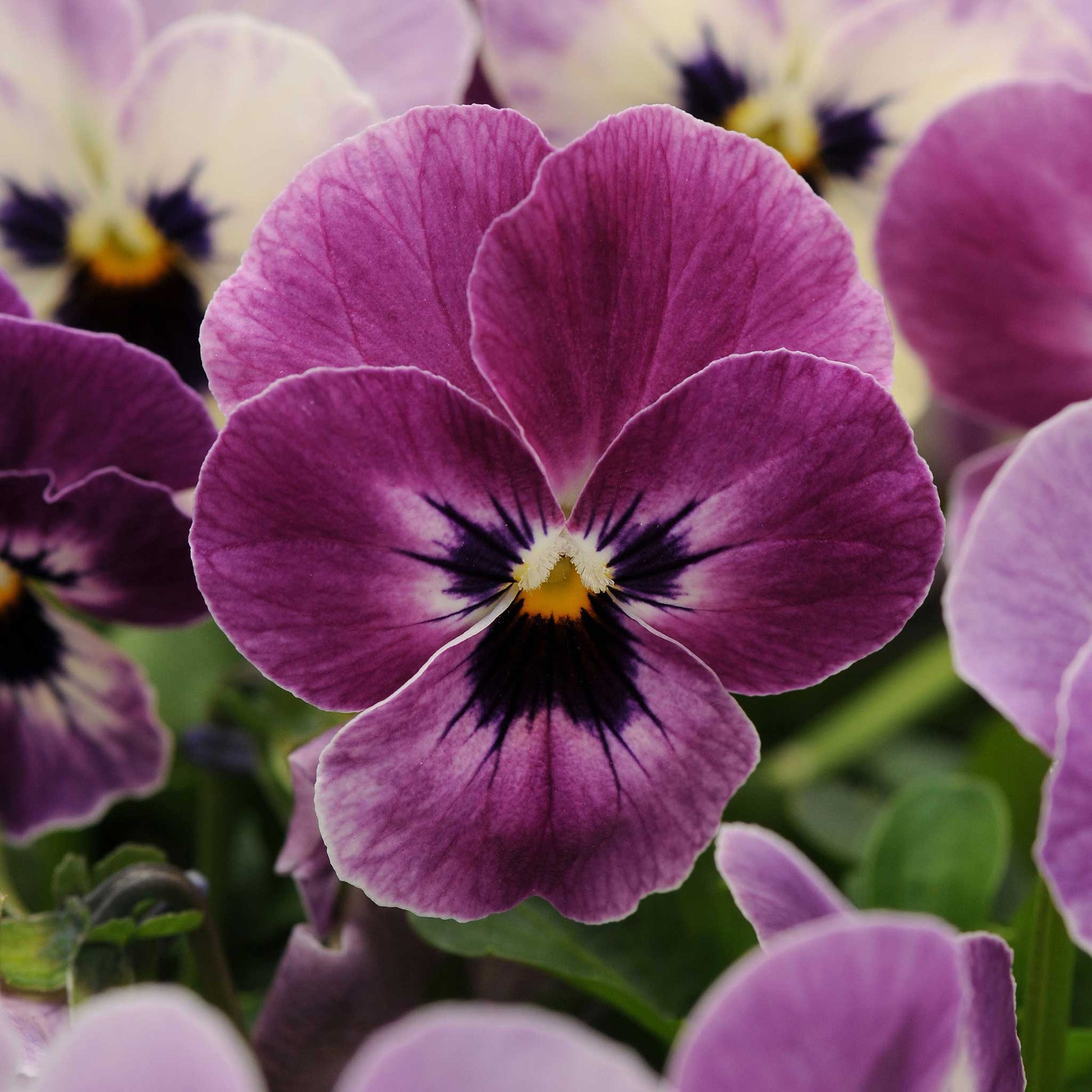 Viola Seeds - Sorbet XP Raspberry | Flower Seeds in Packets & Bulk ...