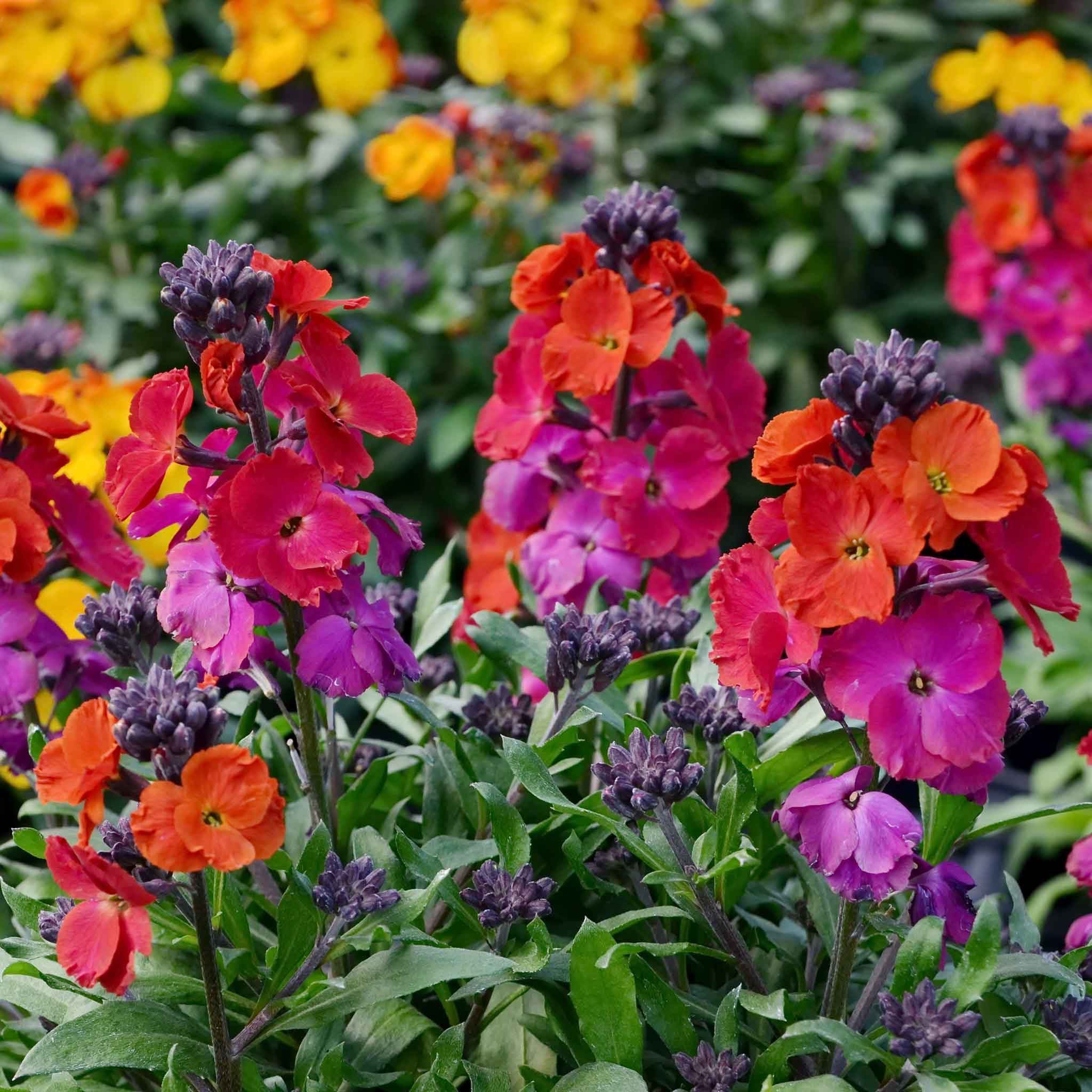 Wallflower Seeds - Passion Mix | Flower Seeds in Packets & Bulk | Eden ...