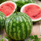 Watermelon Seeds - Cal Sweet | Vegetable Seeds in Packets & Bulk | Eden ...