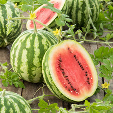 Watermelon Seeds (Heirloom) | Shop 18 Varieties | Eden Brothers