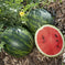 Watermelon Seeds - Mini Love | Vegetable Seeds in Packets & Bulk | Eden ...