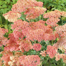 Yarrow Roots - Salmon Beauty | Spring Flower Bulbs | Eden Brothers