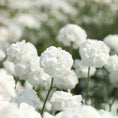 Yarrow Seeds - Marshmallow | Flower Seeds in Packets & Bulk | Eden Brothers