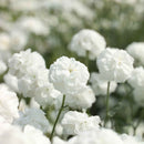 Yarrow Seeds - Marshmallow | Flower Seeds in Packets & Bulk | Eden Brothers