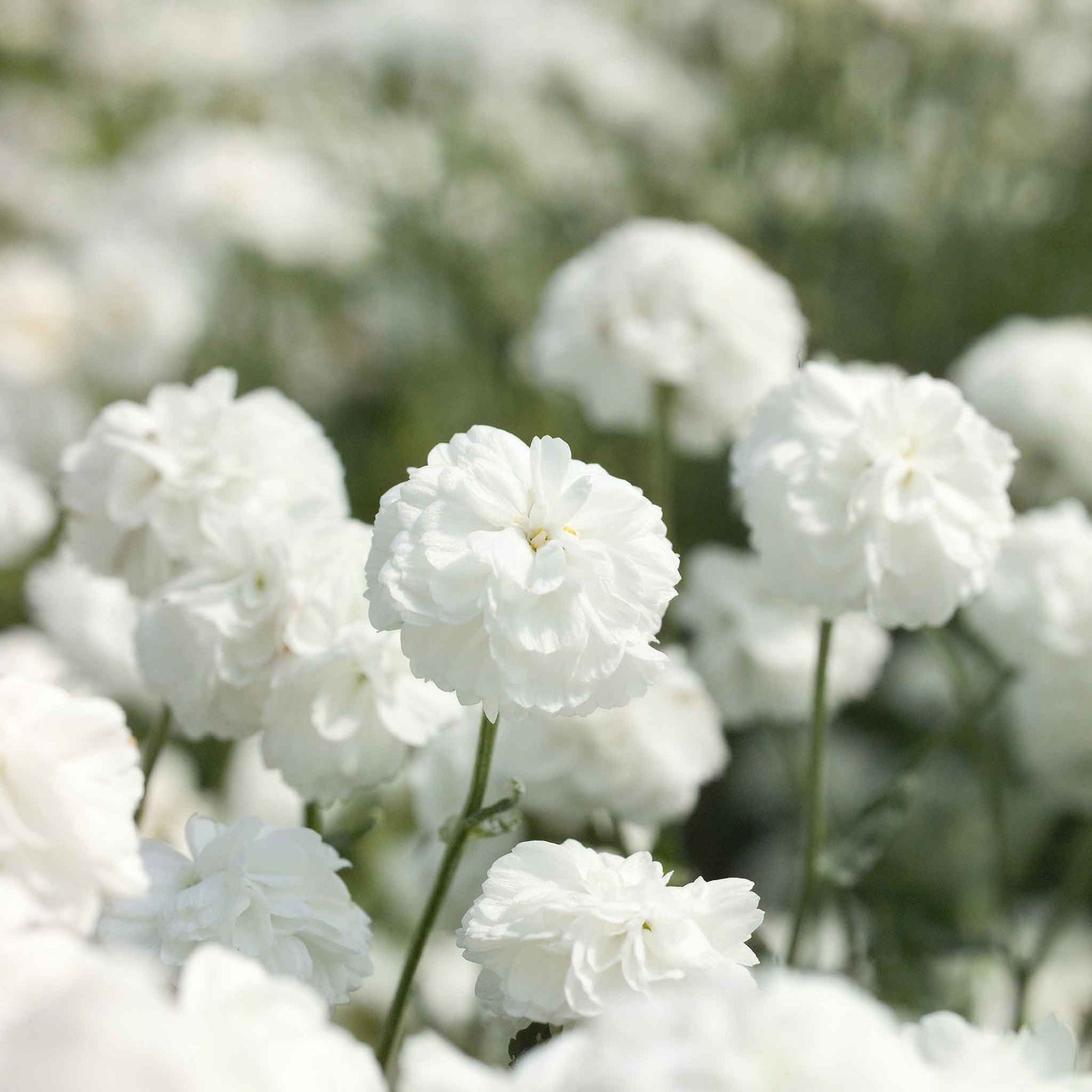 Yarrow Seeds - Marshmallow | Flower Seeds in Packets & Bulk | Eden Brothers