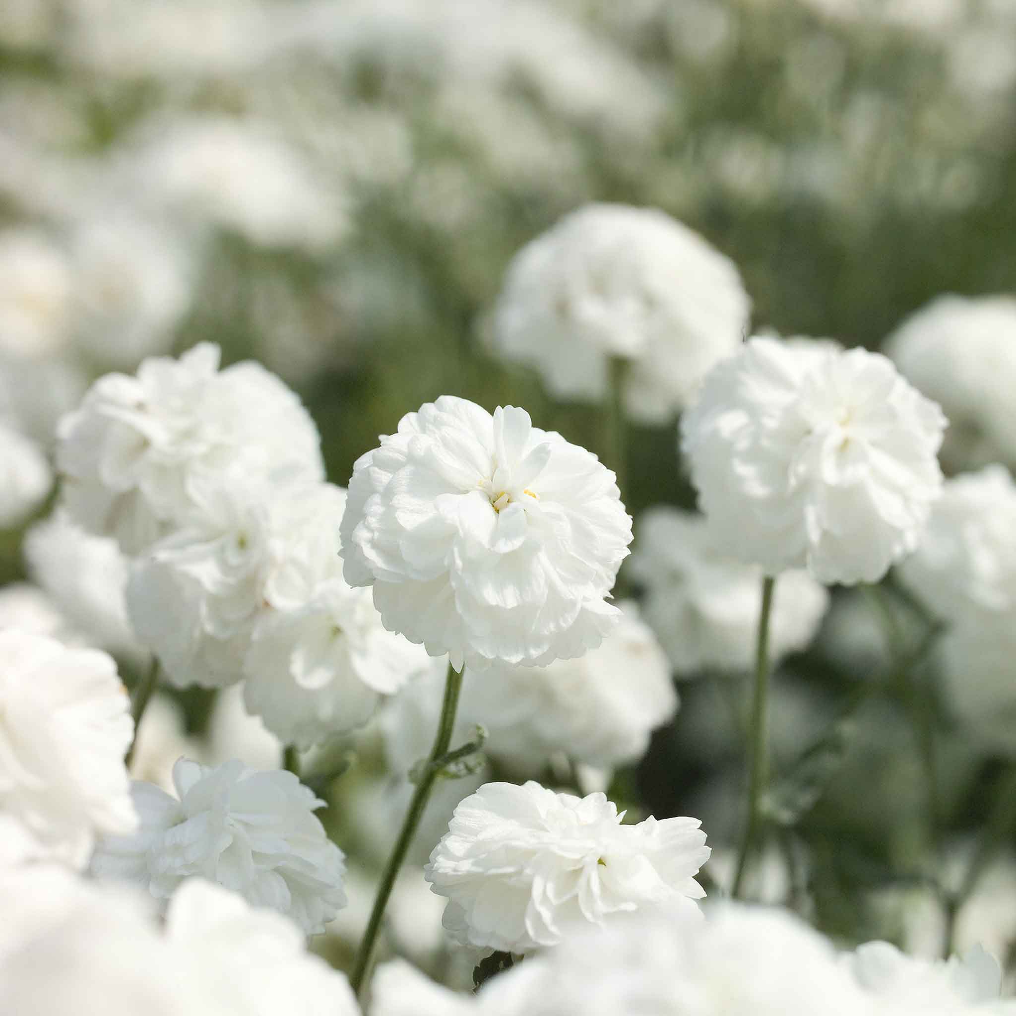 Yarrow Seeds - Marshmallow | Flower Seeds in Packets & Bulk | Eden Brothers