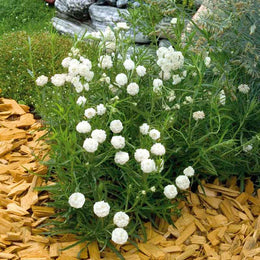 Yarrow Seeds - Marshmallow | Flower Seeds in Packets & Bulk | Eden Brothers