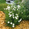 Yarrow Seeds - Marshmallow | Flower Seeds in Packets & Bulk | Eden Brothers