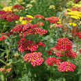 Red Yarrow Seeds | Flower Seeds in Packets & Bulk | Eden Brothers