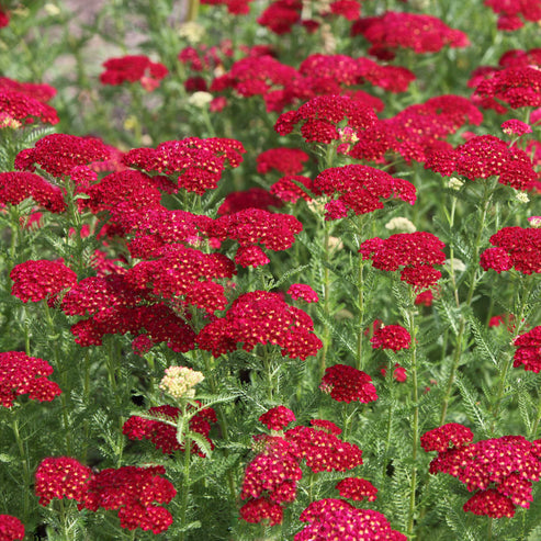 Red Yarrow Seeds | Flower Seeds in Packets & Bulk | Eden Brothers