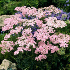 Yarrow Roots | Shop 6 Varieties | Eden Brothers