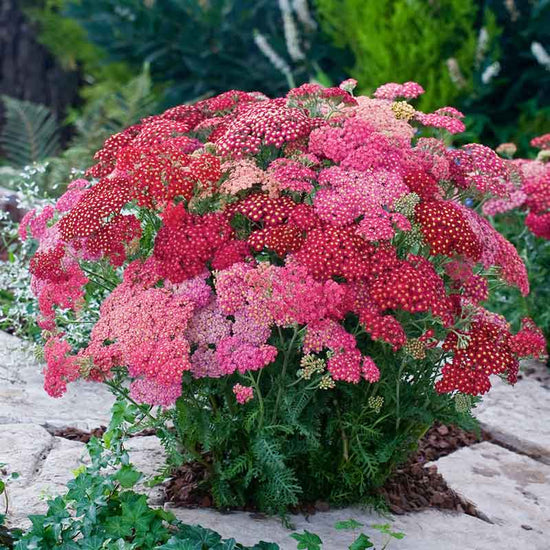 Yarrow Roots - Red Shades | Spring Flower Bulbs | Eden Brothers