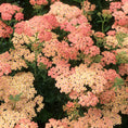 Yarrow Roots - Salmon Beauty | Spring Flower Bulbs | Eden Brothers