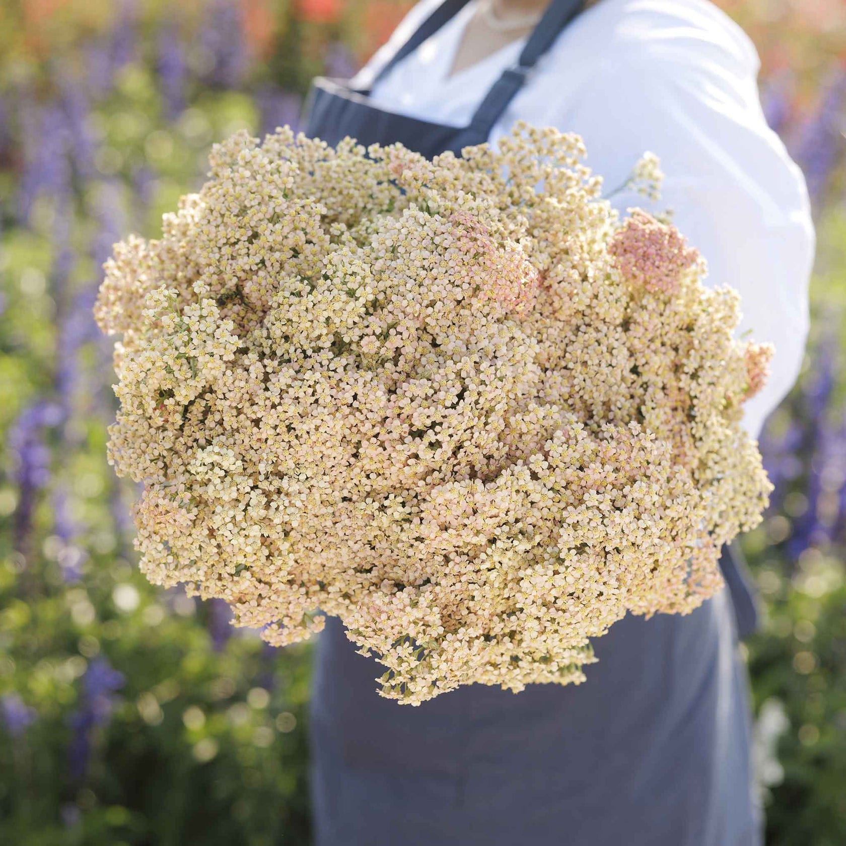 Yarrow Roots - Salmon Beauty | Spring Flower Bulbs | Eden Brothers