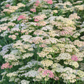 Yarrow Roots - Salmon Beauty | Spring Flower Bulbs | Eden Brothers