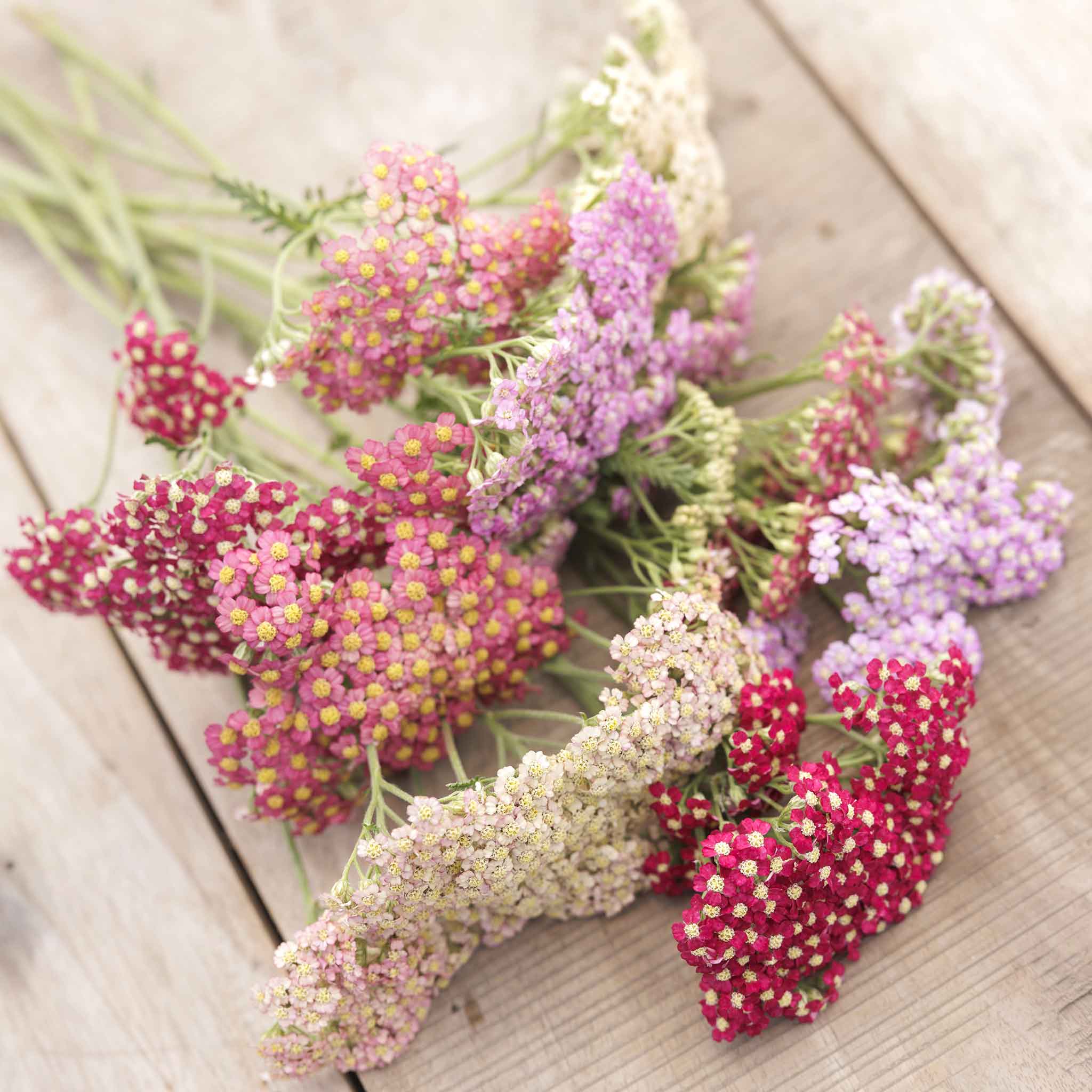 Yarrow Roots - Summer Pastels | Spring Flower Bulbs | Eden Brothers