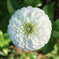 Zinnia Seeds - Benary's Giant White | Flower Seeds in Packets & Bulk ...