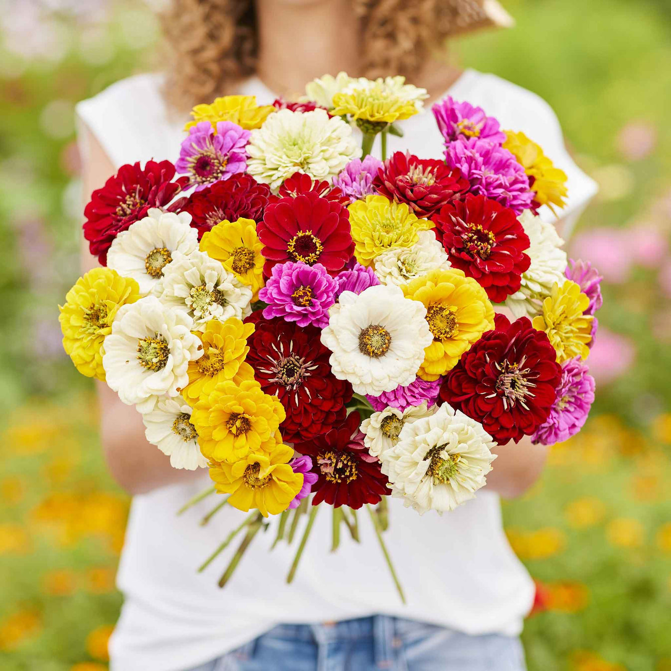 Zinnia Seeds - Benary Mix | Flower Seeds in Packets & Bulk | Eden Brothers
