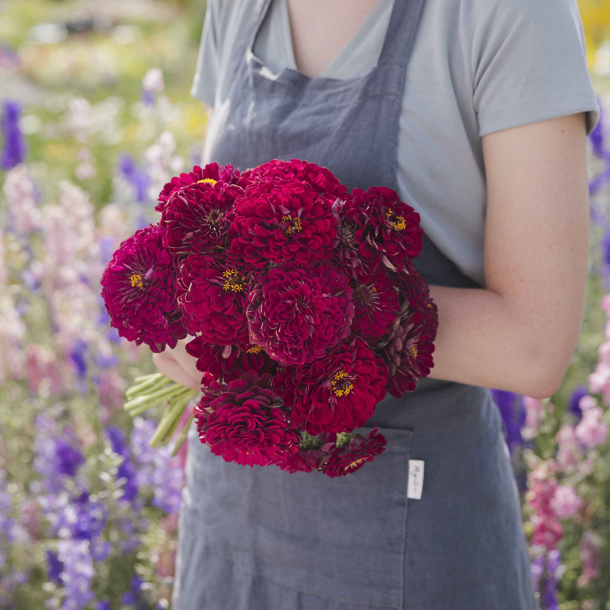 Zinnia Seeds - Benary's Giant Wine | Flower Seeds in Packets & Bulk ...