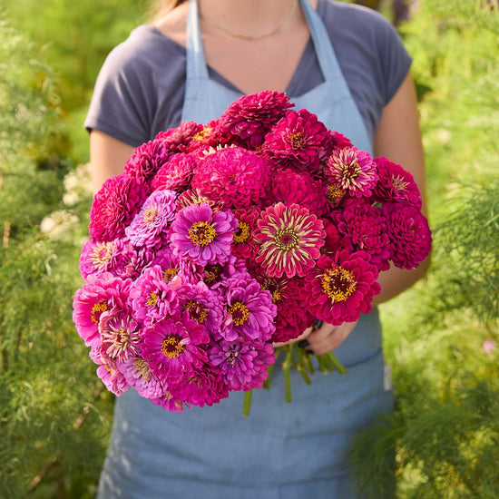 Zinnia Bundle - Benary's Giant Lilac & Scarlet – Eden Brothers