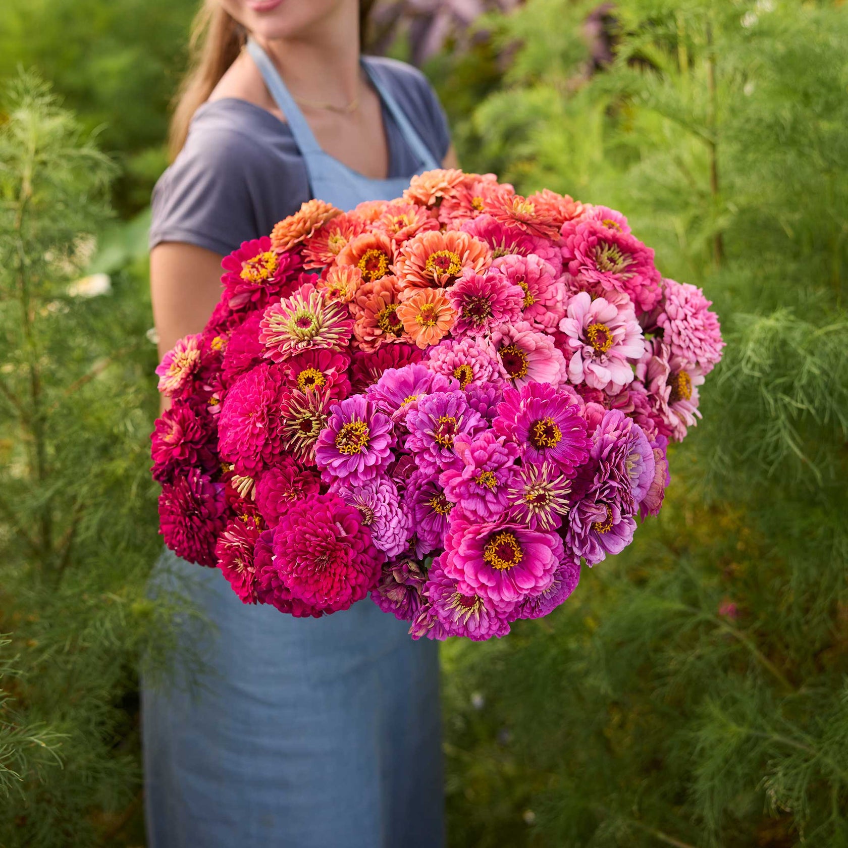 Zinnia Bundle - Benary's Giant Passion Series – Eden Brothers