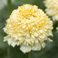 Zinnia Seeds - Cresto! Cream | Flower Seeds in Packets & Bulk | Eden ...