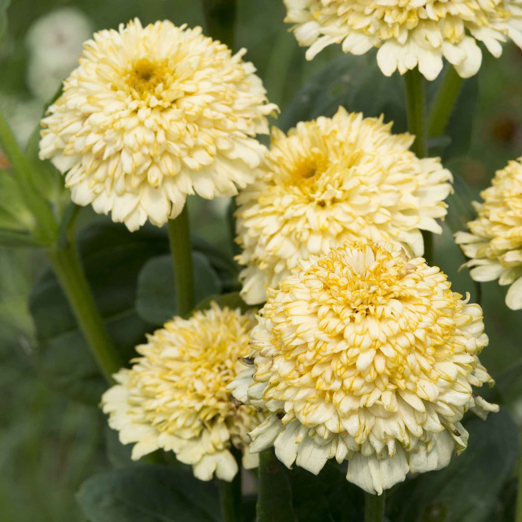 Zinnia Seeds - Cresto! Cream | Flower Seeds in Packets & Bulk | Eden ...