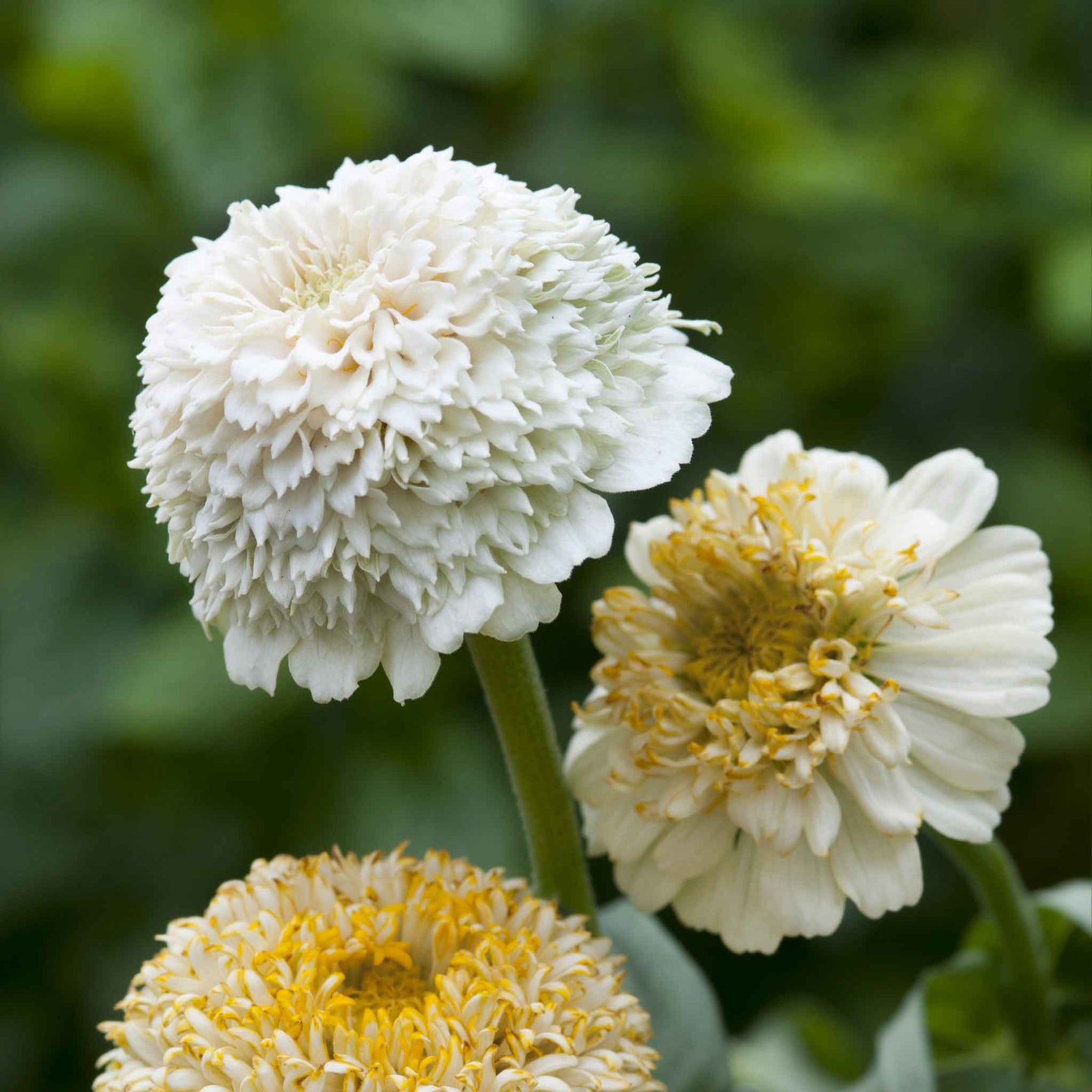 Zinnia Seeds - Cresto! Cream | Flower Seeds in Packets & Bulk | Eden ...