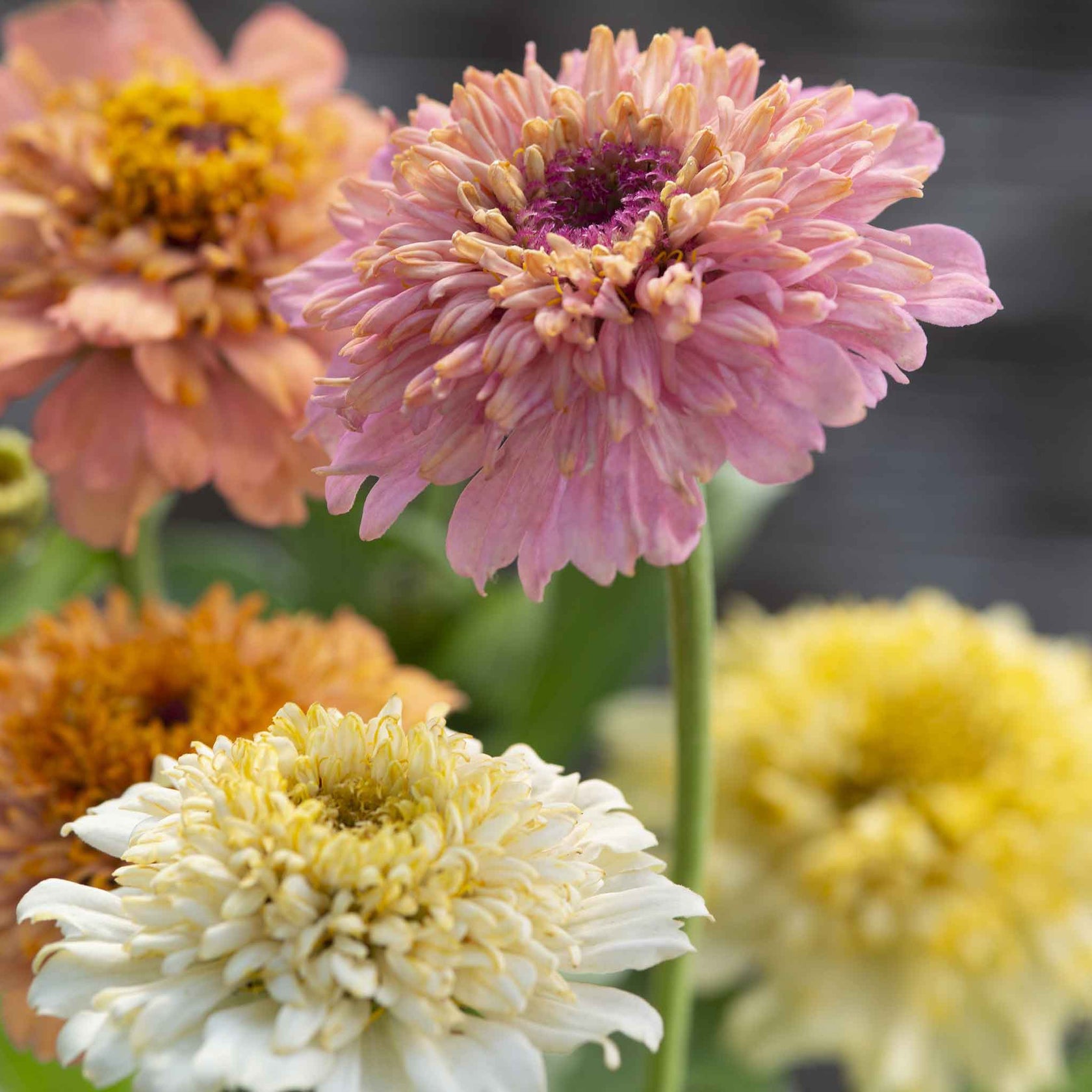 Zinnia Seeds - Cresto! Peaches and Cream | Flower Seeds in Packets ...