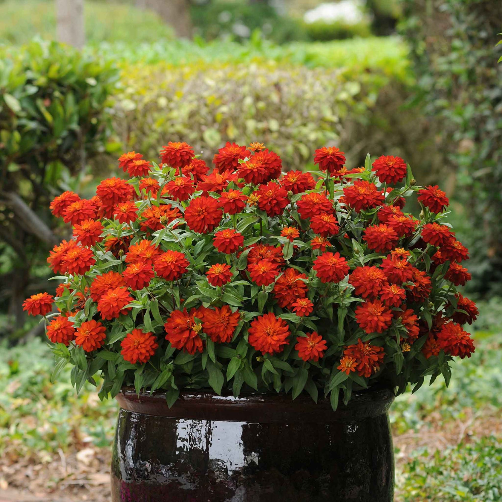 Zinnia Seeds - Double Zahara Fire | Flower Seeds in Packets & Bulk ...