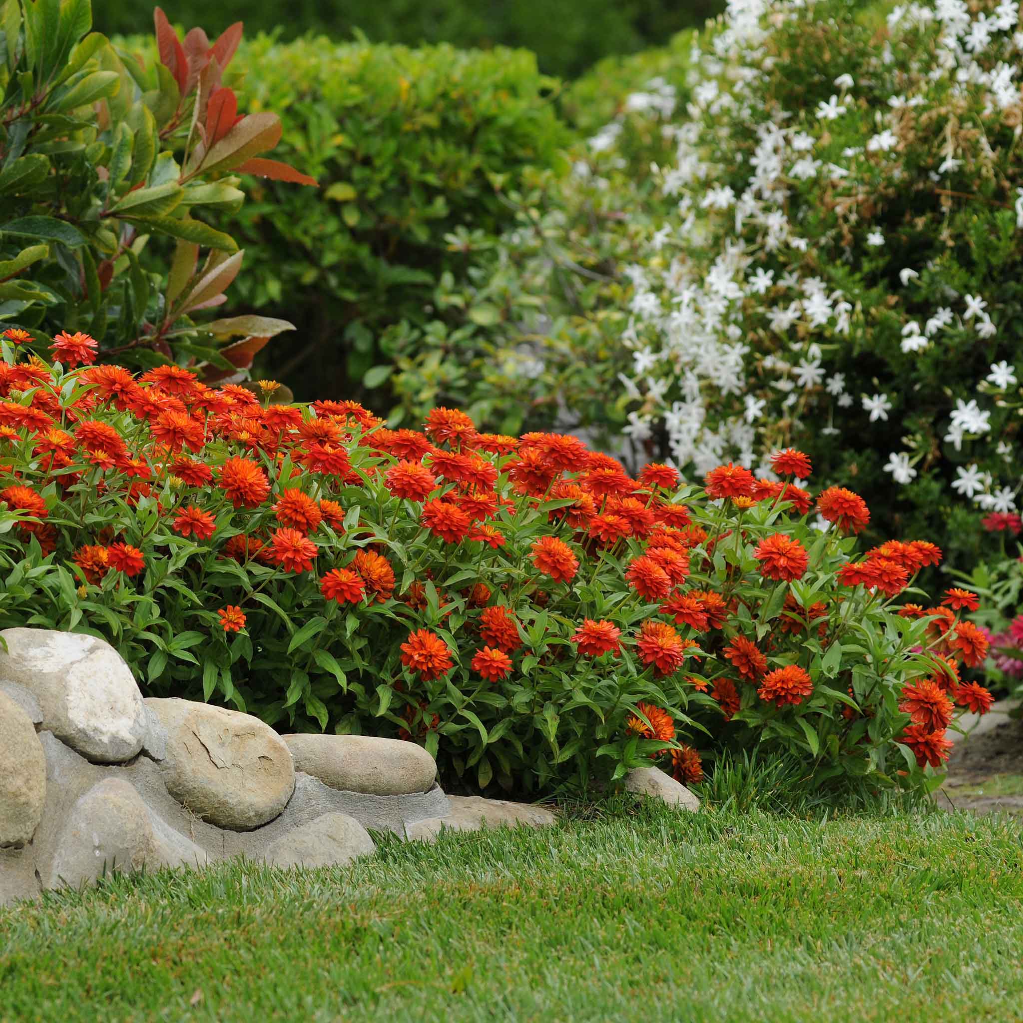 Zinnia Seeds - Double Zahara Fire | Flower Seeds in Packets & Bulk ...