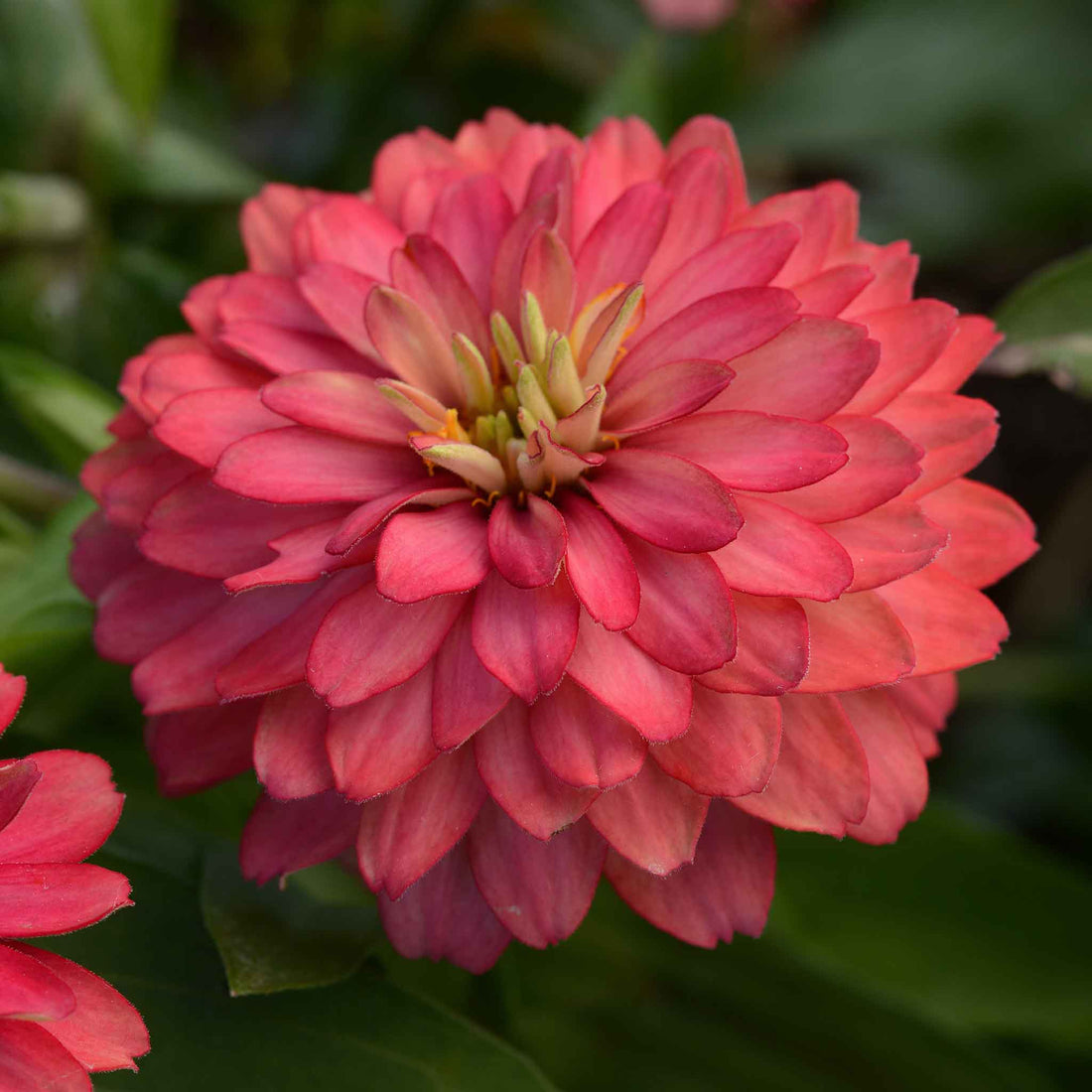 Zinnia Seeds - Double Zahara Salmon | Flower Seeds in Packets & Bulk ...