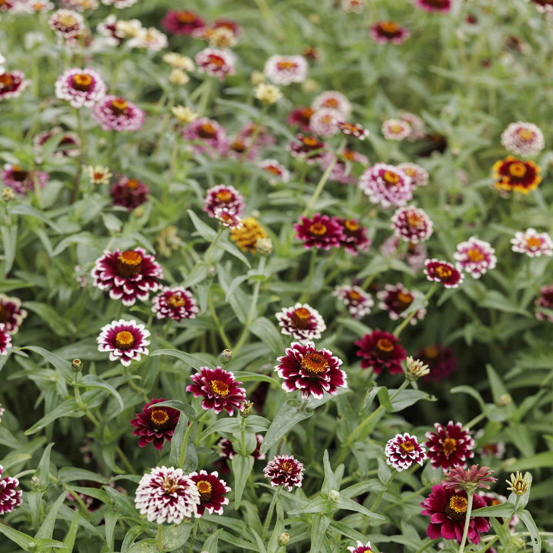 Zinnia Seeds - Jazzy Red | Flower Seeds in Packets & Bulk | Eden Brothers