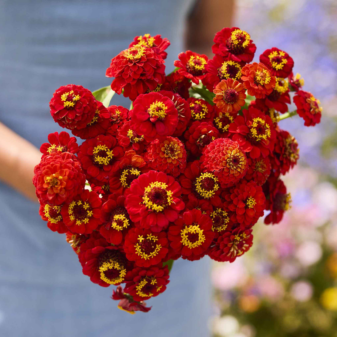 Zinnia Seeds - Lilliput Redman | Flower Seeds in Packets & Bulk | Eden ...