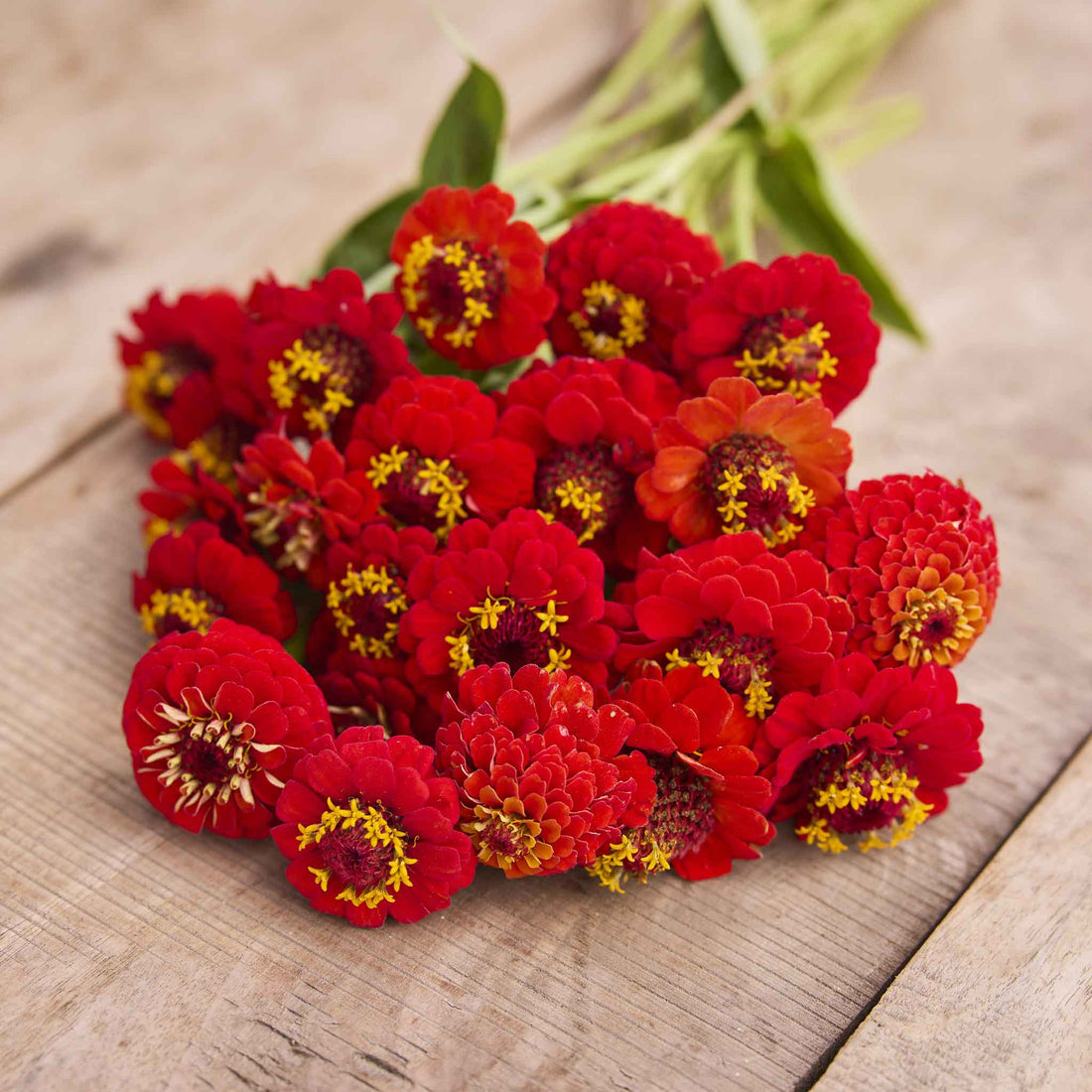 Zinnia Seeds - Lilliput Redman | Flower Seeds in Packets & Bulk | Eden ...
