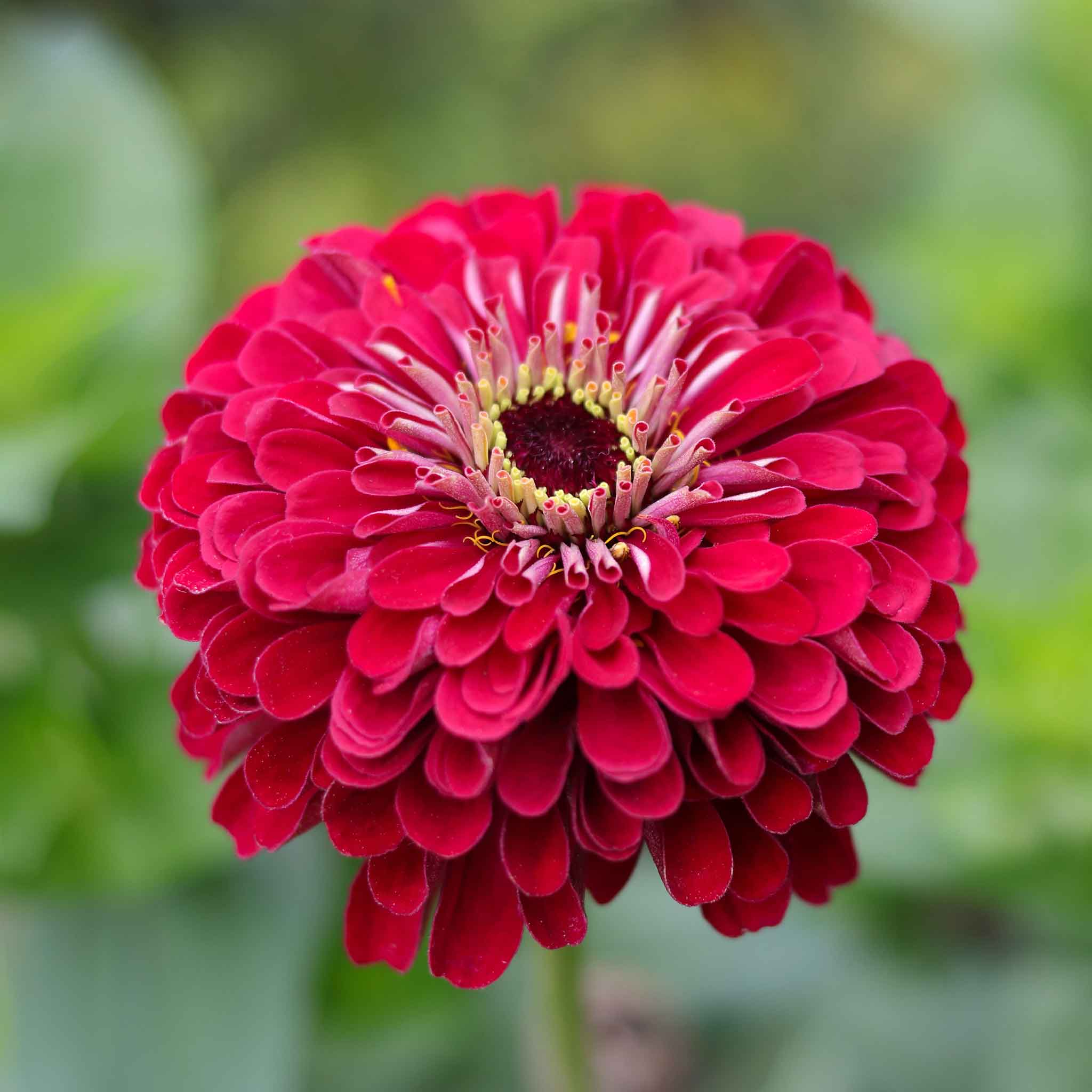 Zinnia Seeds - Lilliput Redman | Flower Seeds in Packets & Bulk | Eden ...