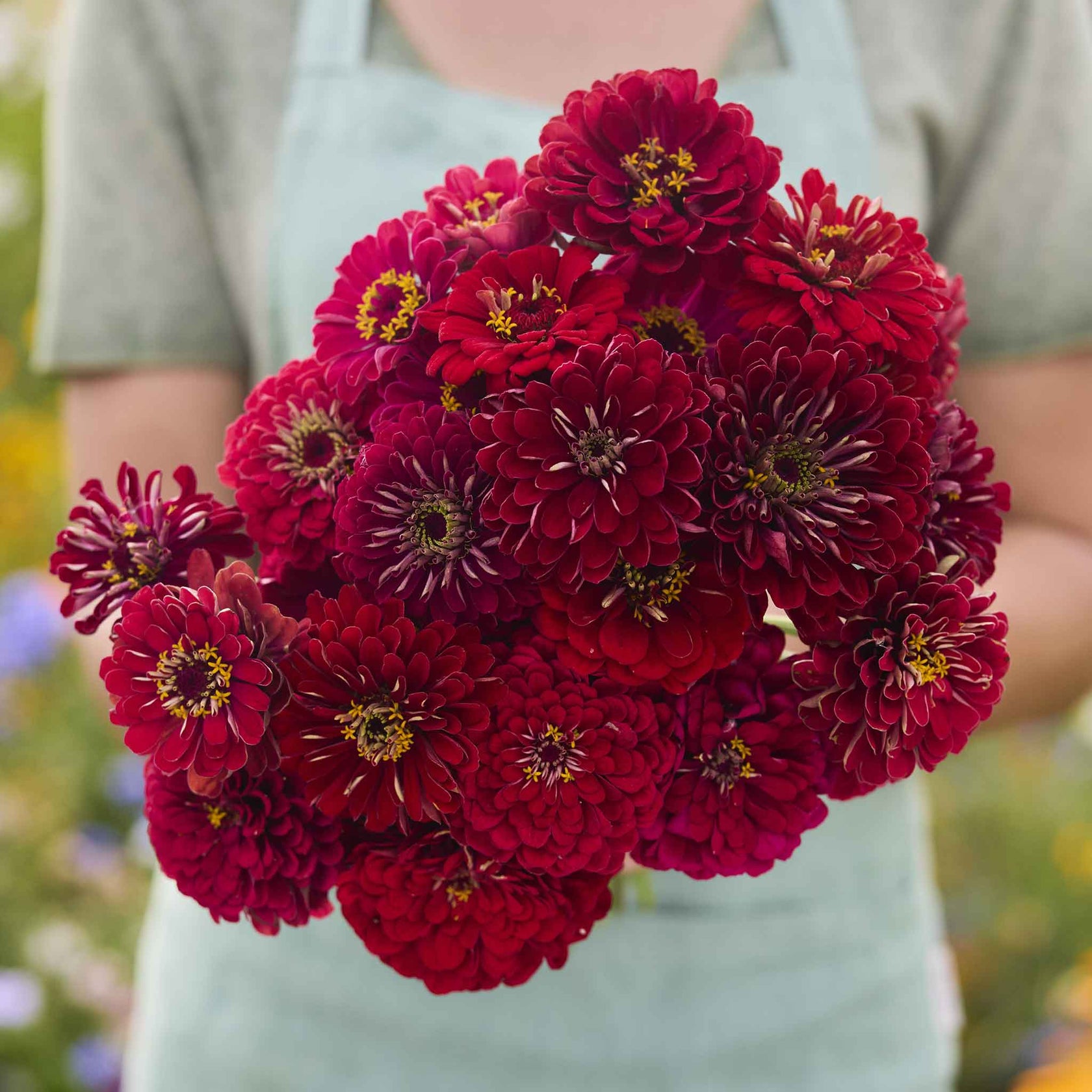 Zinnia Seeds - Meteor | Flower Seeds in Packets & Bulk | Eden Brothers