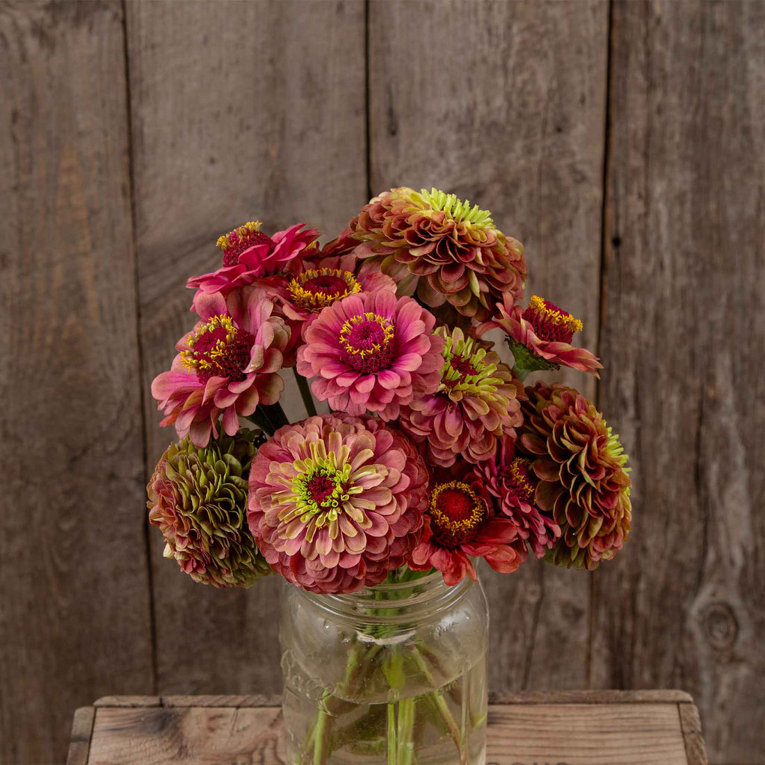 Zinnia Seeds (Organic) - Queeny Lime Red | Flower Seeds in Packets ...