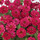 Zinnia Seeds - Profusion Double Hot Cherry | Flower Seeds in Packets & Bulk | Eden Brothers
