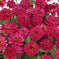 Zinnia Seeds - Profusion Double Hot Cherry | Flower Seeds in Packets & Bulk | Eden Brothers
