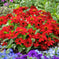 Zinnia Seeds - Profusion Red | Flower Seeds in Packets & Bulk | Eden ...