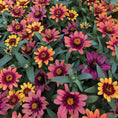 Zinnia Seeds - Profusion Red-Yellow Bicolor | Flower Seeds in Packets ...